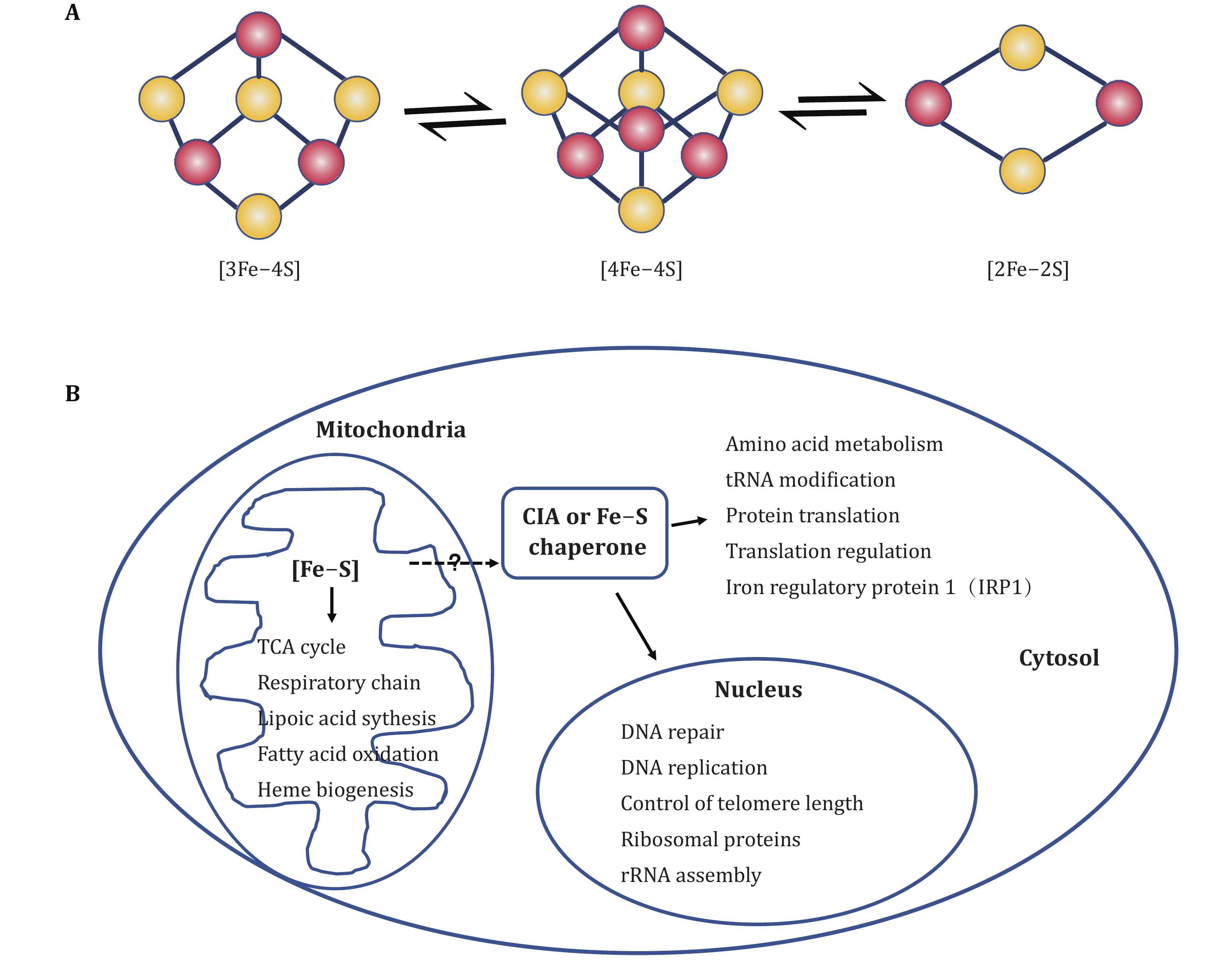 Mammalian mitochondrial iron–sulfur cluster biogenesis and transfer and ...