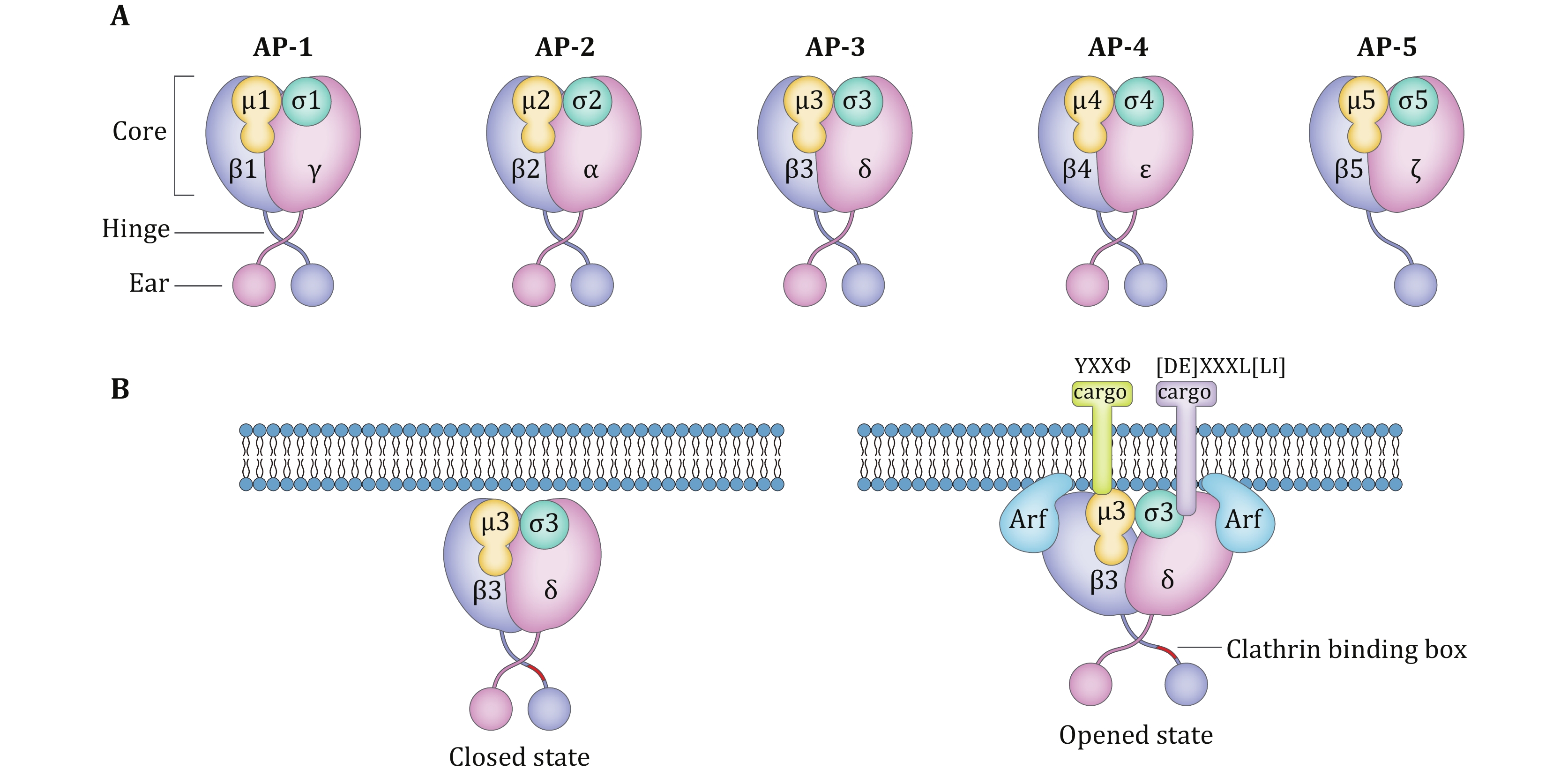 AP-3 adaptor complex-mediated vesicle trafficking