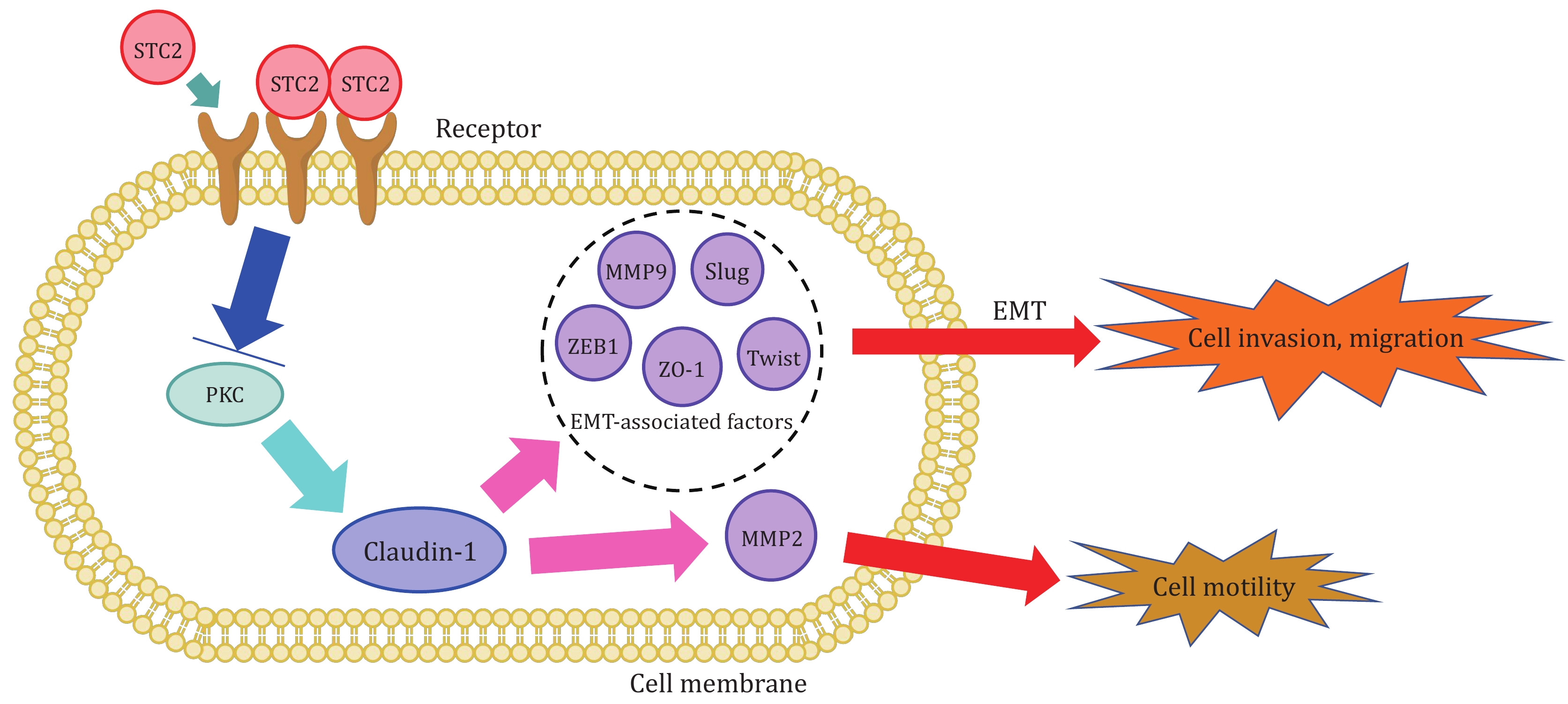 Research progress of STC2 in breast cancer