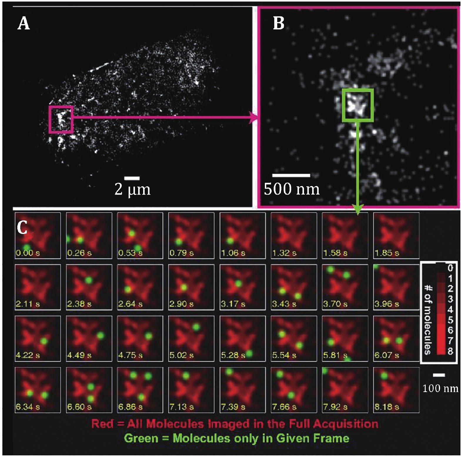 Studying structure and functions of cell membranes by single molecule ...