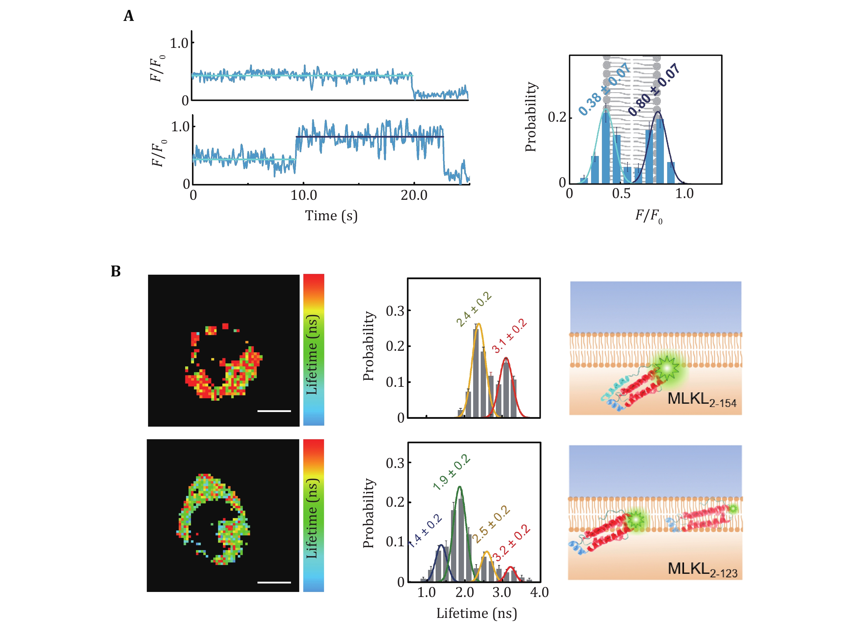 Real-time imaging of structure and dynamics of transmembrane ...
