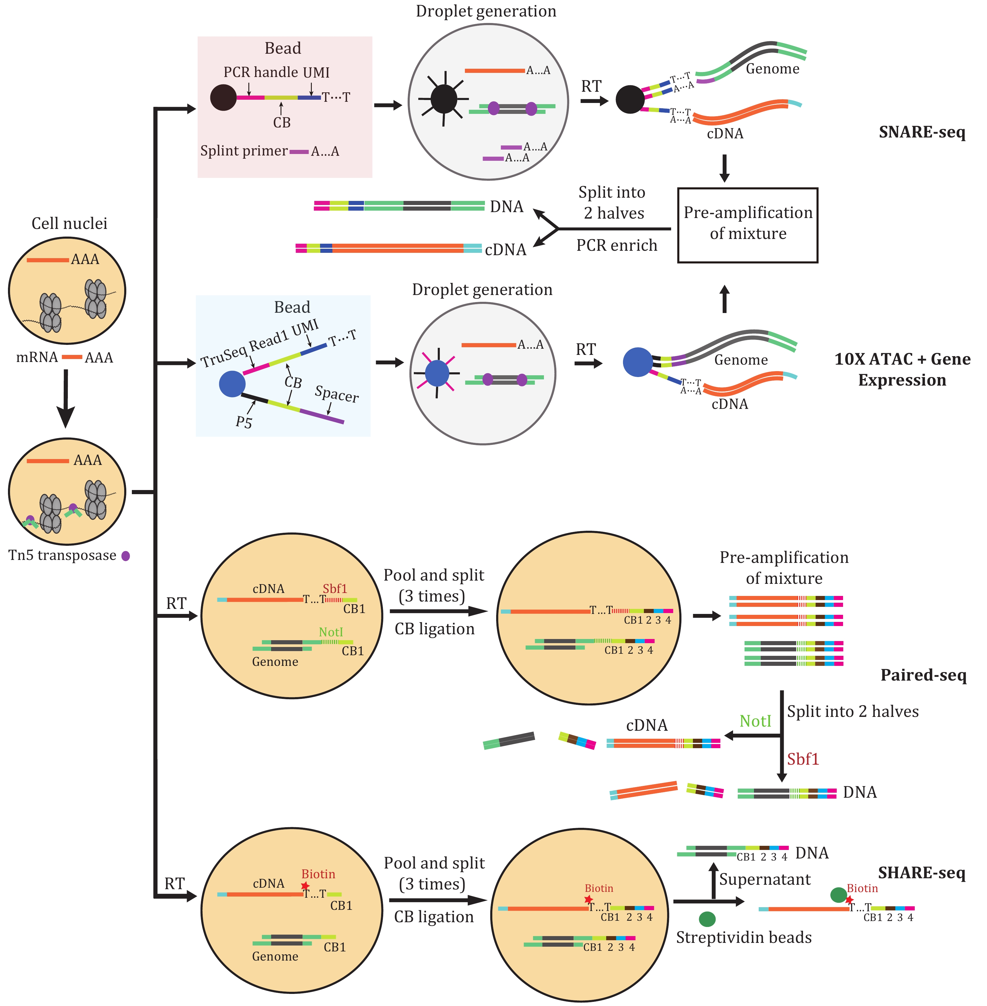 Single-cell multi-omics sequencing and its applications in studying the nervous system