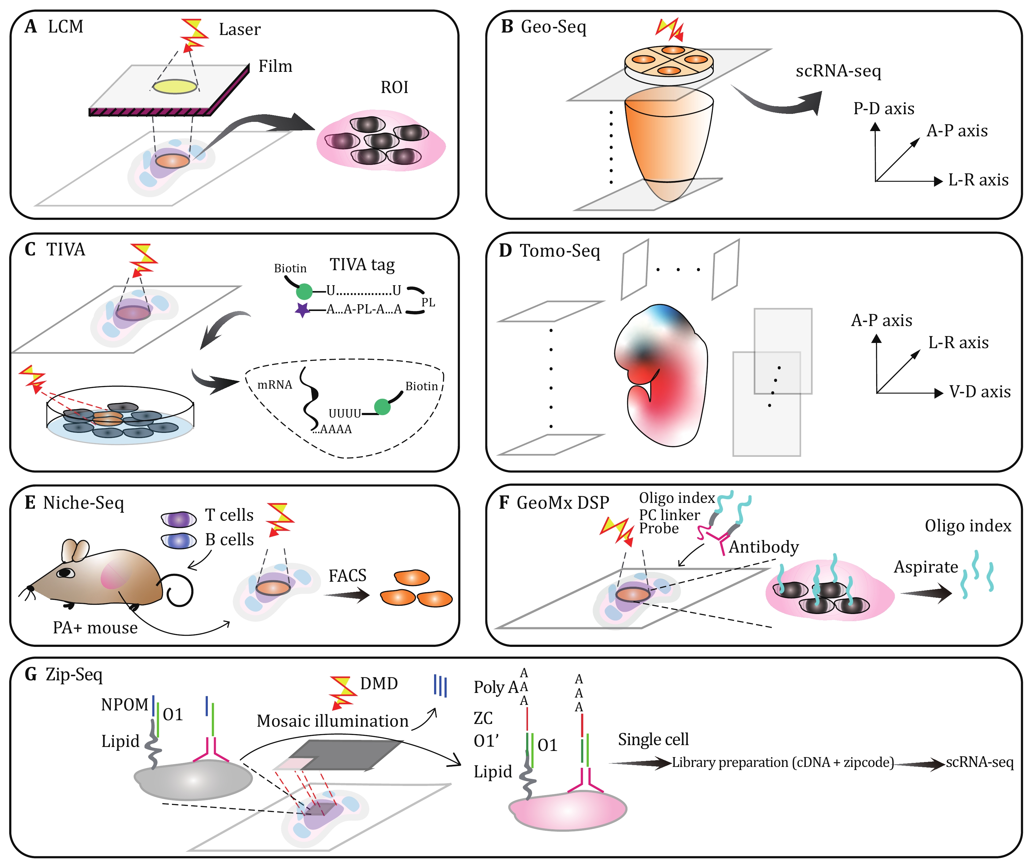 Spatial transcriptomics: new dimension of understanding biological ...