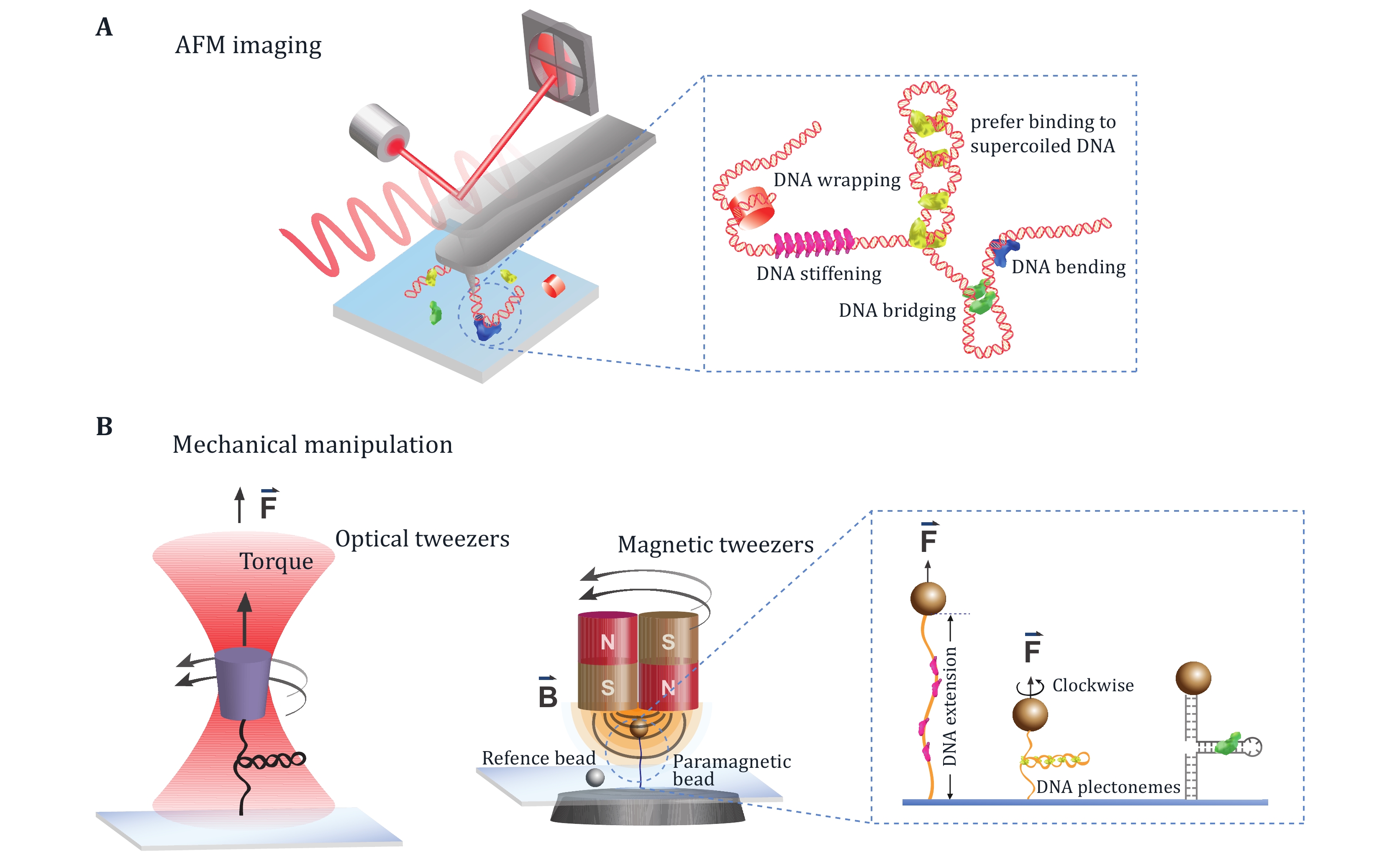 DNA-binding proteins studied by mechanical manipulation and AFM imaging ...