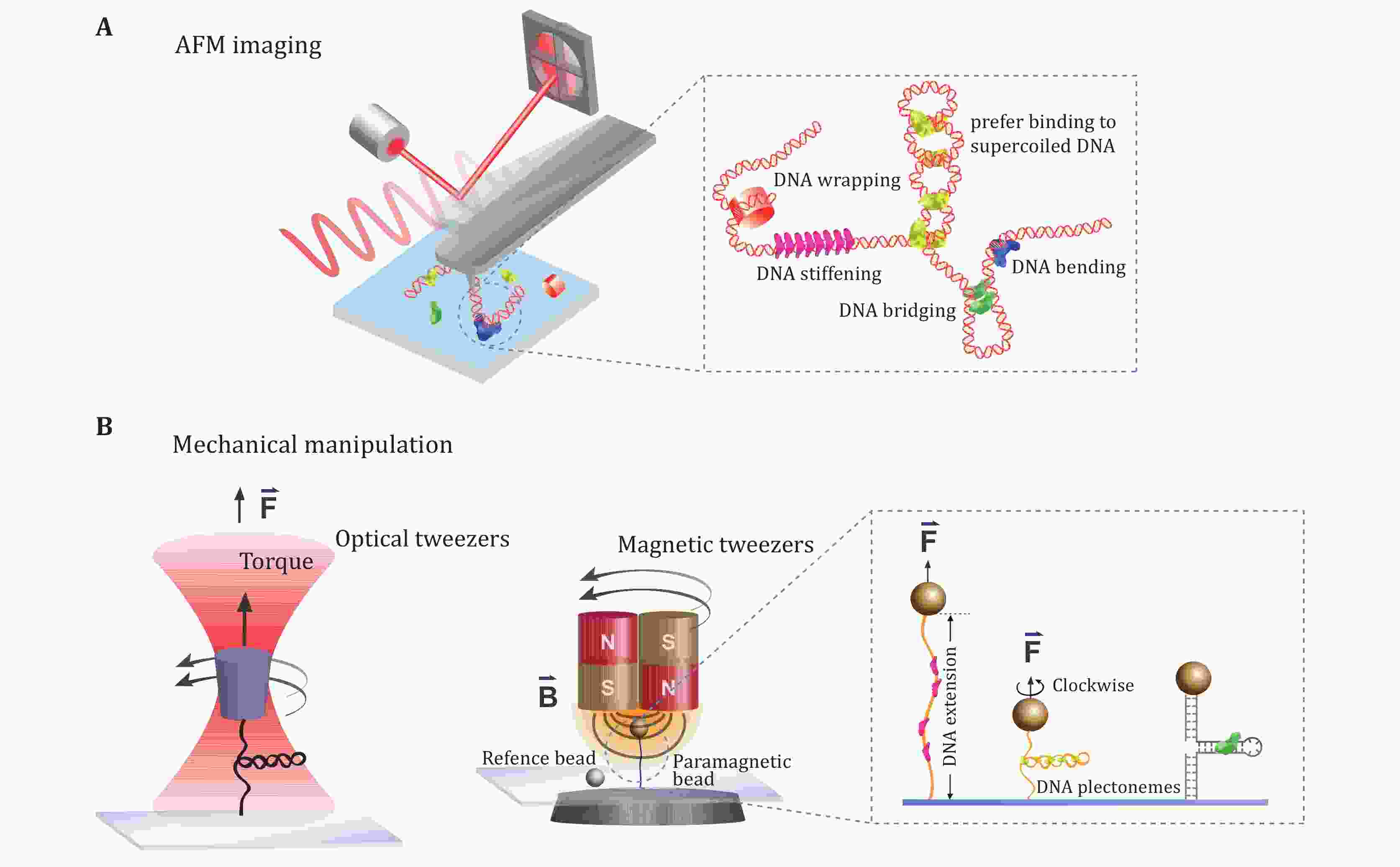 DNA-binding proteins studied by mechanical manipulation and AFM imaging ...