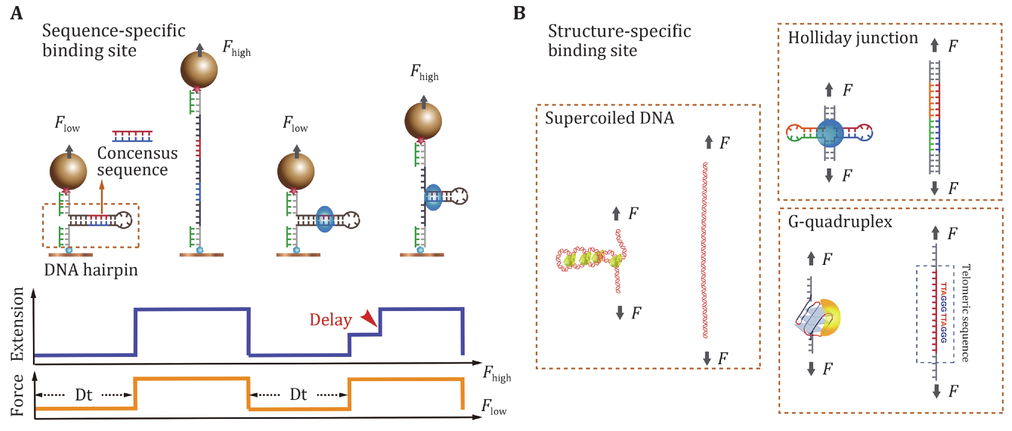 DNA-binding proteins studied by mechanical manipulation and AFM imaging ...