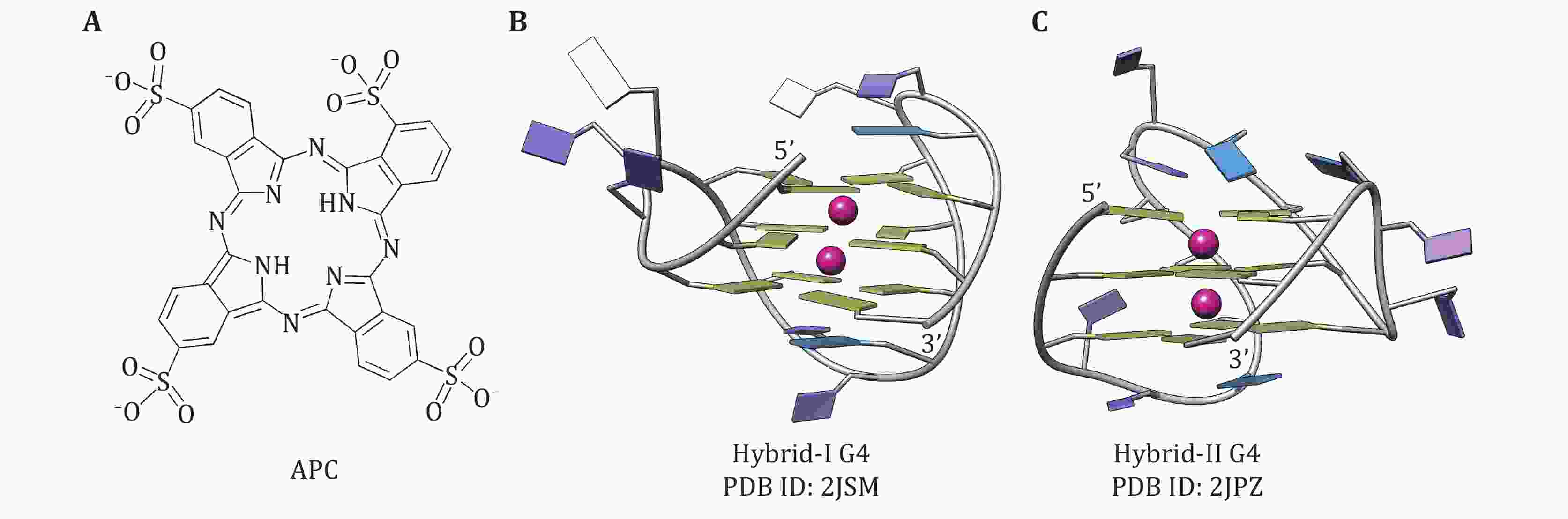 Molecular mechanism of anionic stabilizer for telomere G-quadruplex