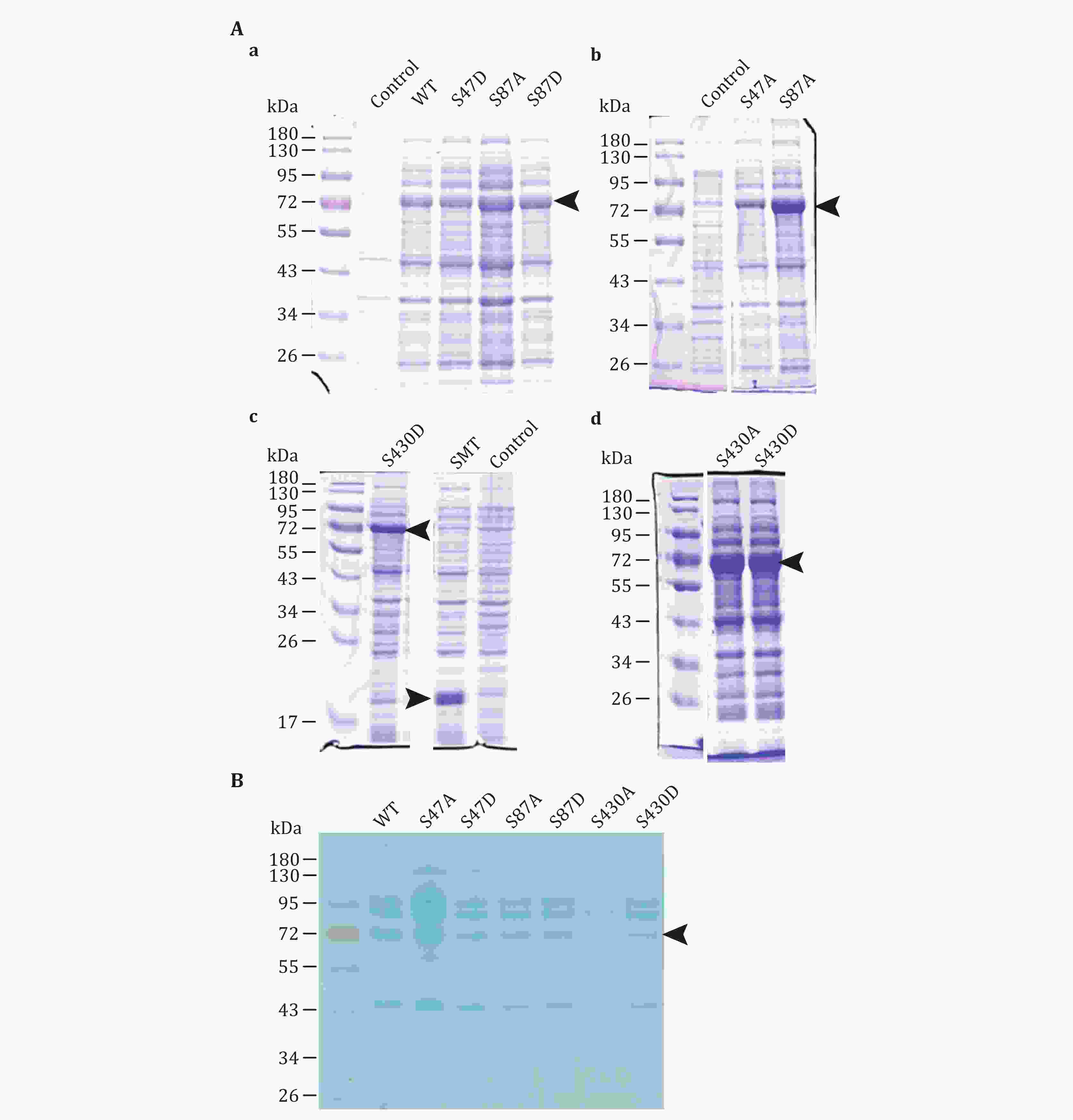 Measurement of ATGL activity using adiposomes