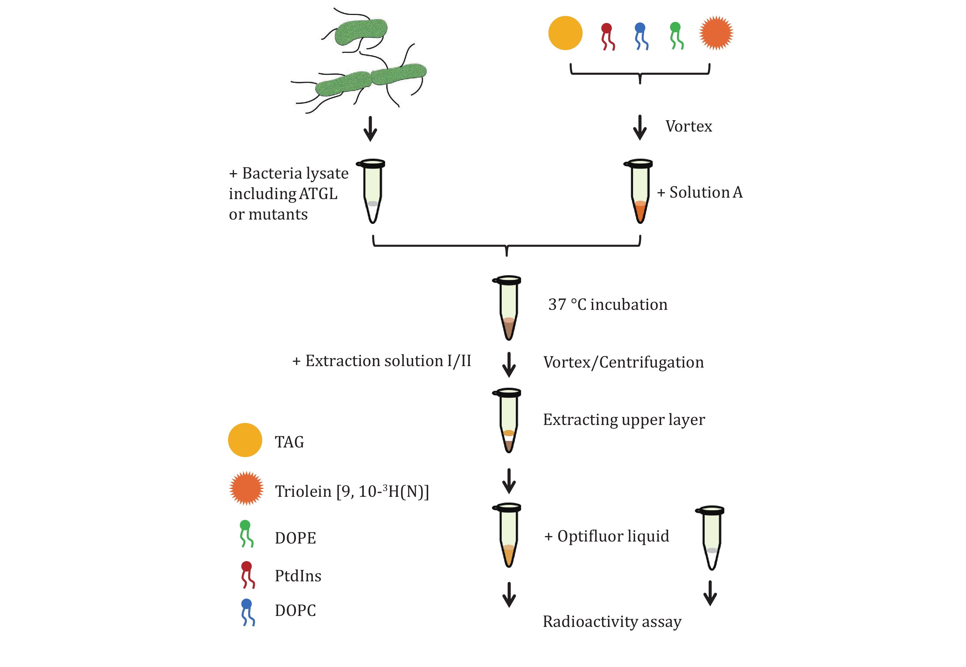 Measurement of ATGL activity using adiposomes