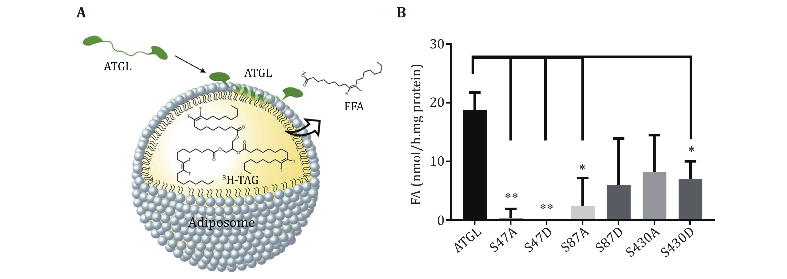 Measurement of ATGL activity using adiposomes