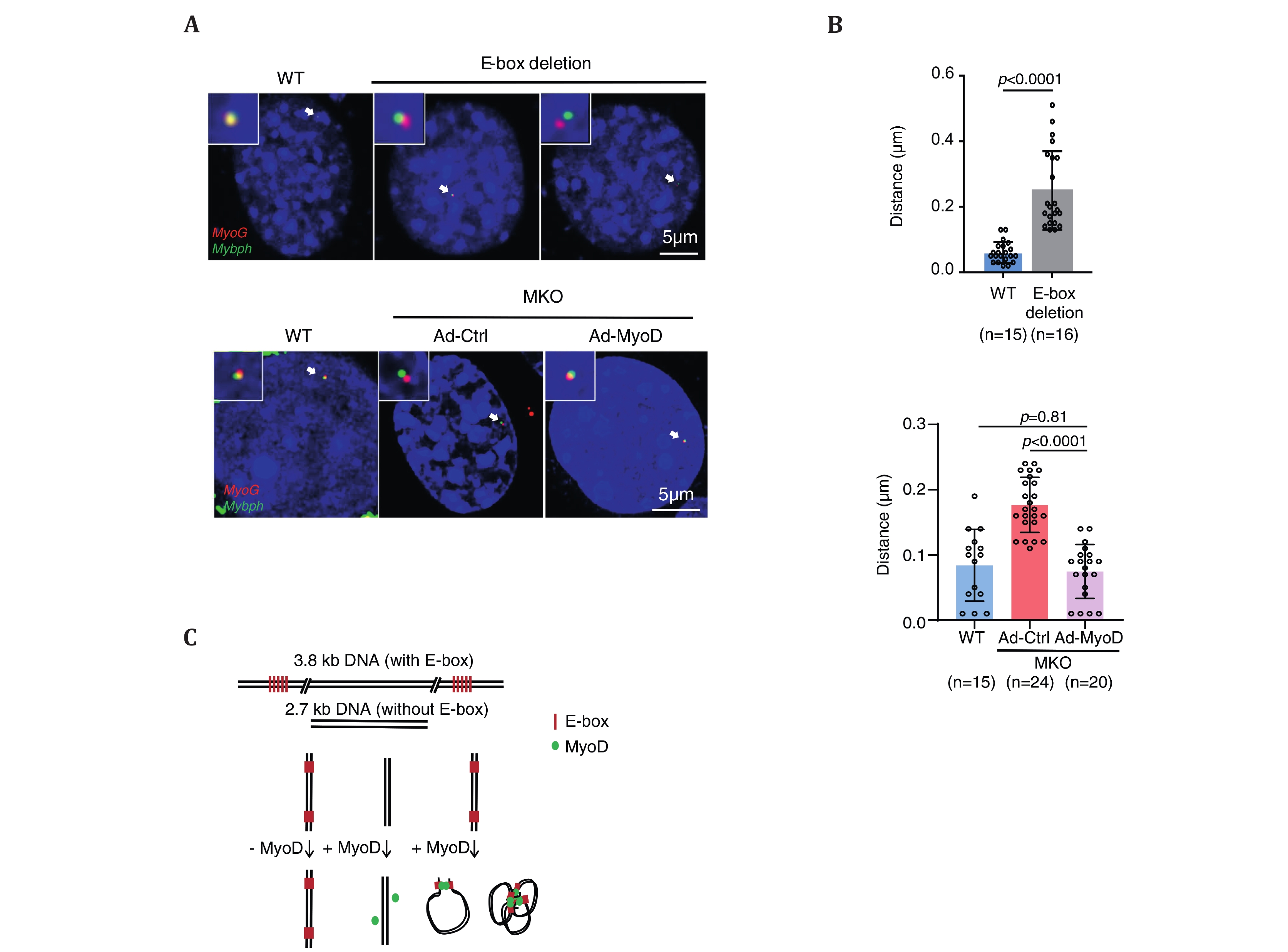 (Tn5-)FISH-based imaging in the era of 3D/spatial genomics