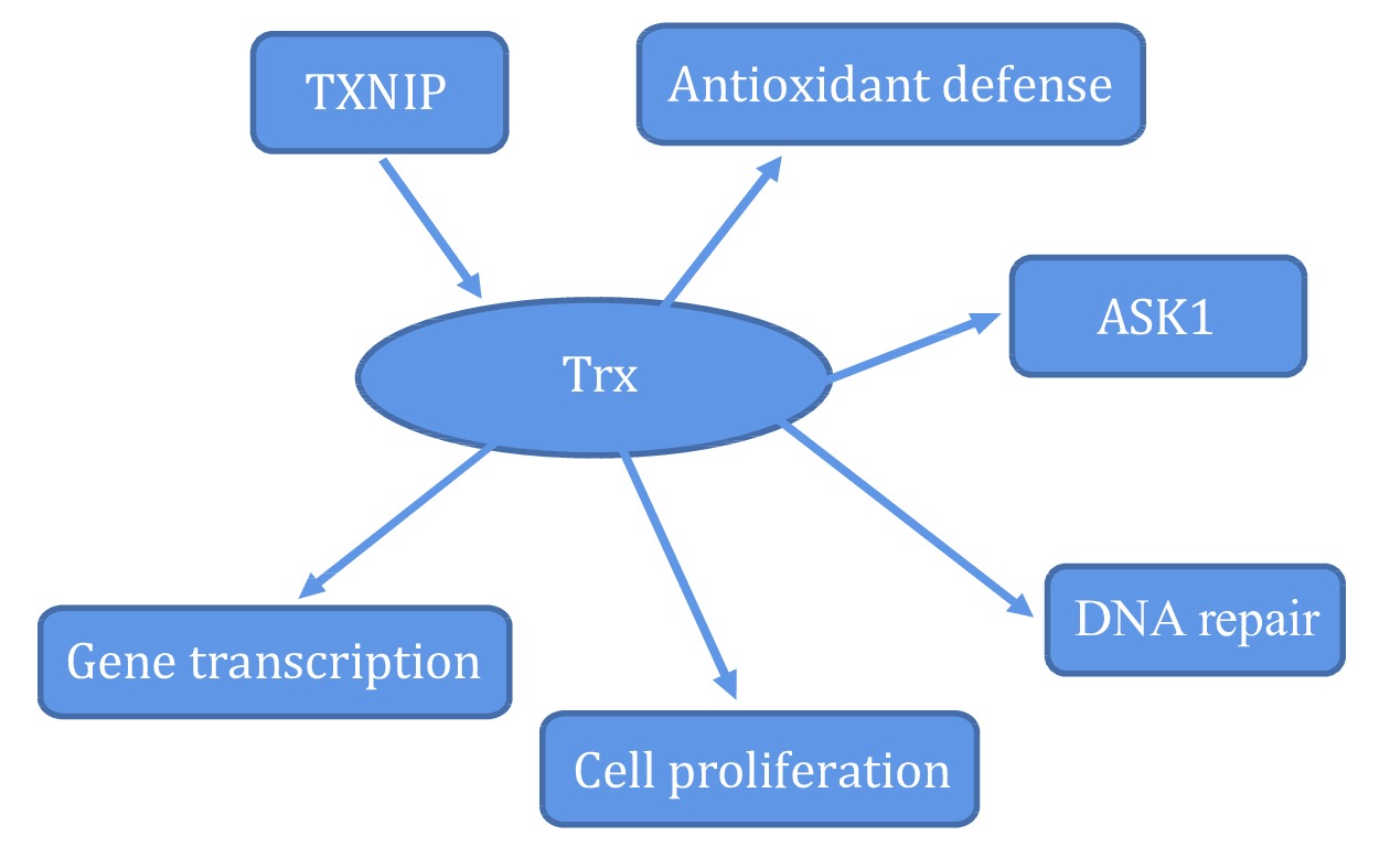 Antioxidant activity of the thioredoxin system