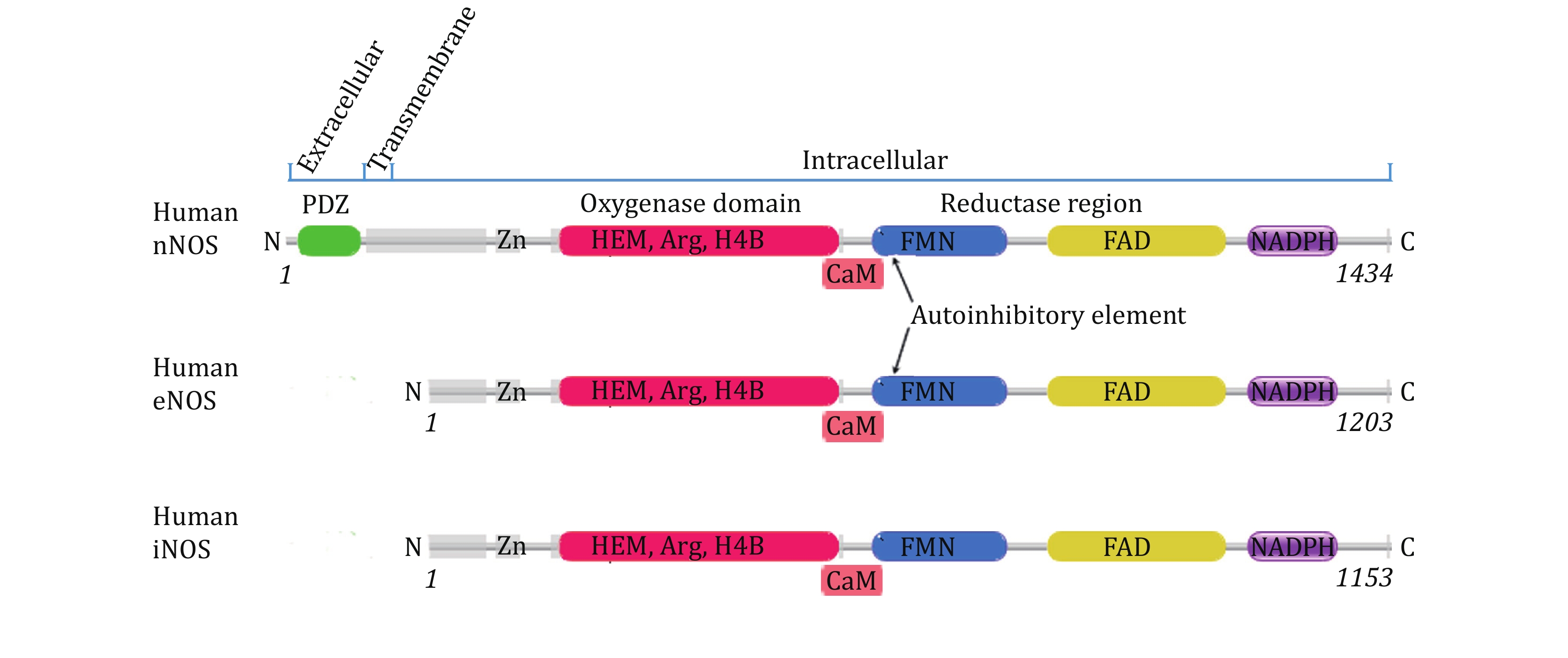 Insights into human eNOS, nNOS and iNOS structures and medicinal ...