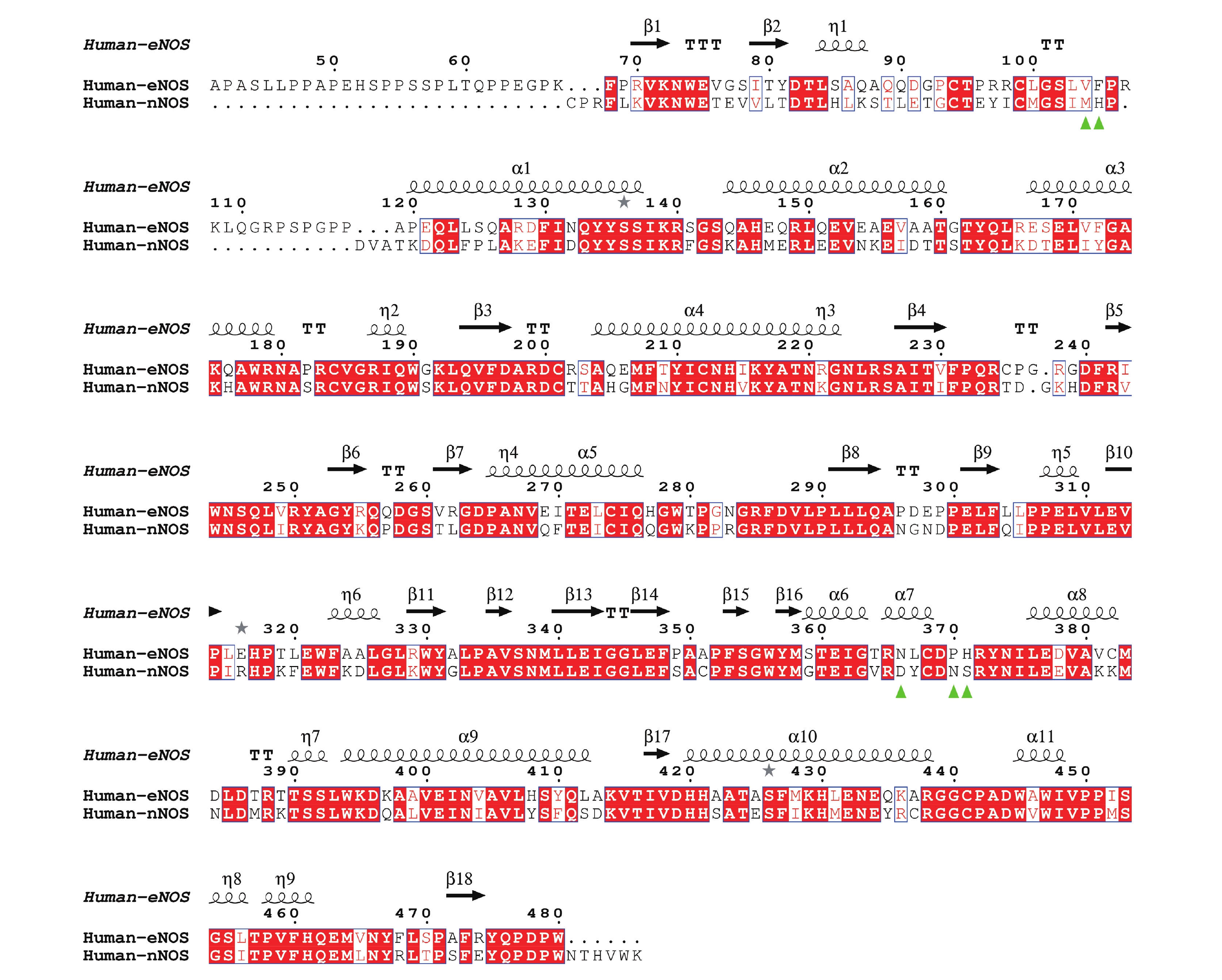 Insights into human eNOS, nNOS and iNOS structures and medicinal ...