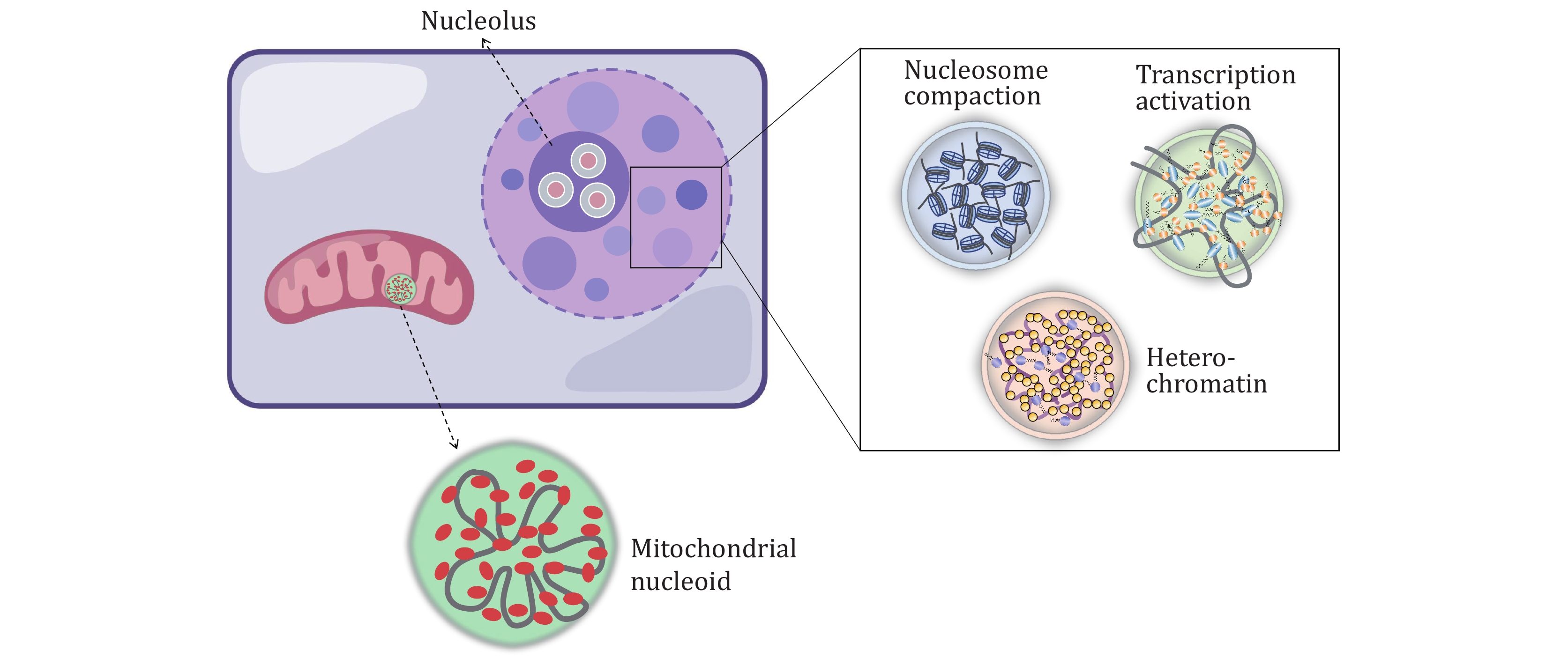 Multi-phase separation in mitochondrial nucleoids and eukaryotic nuclei