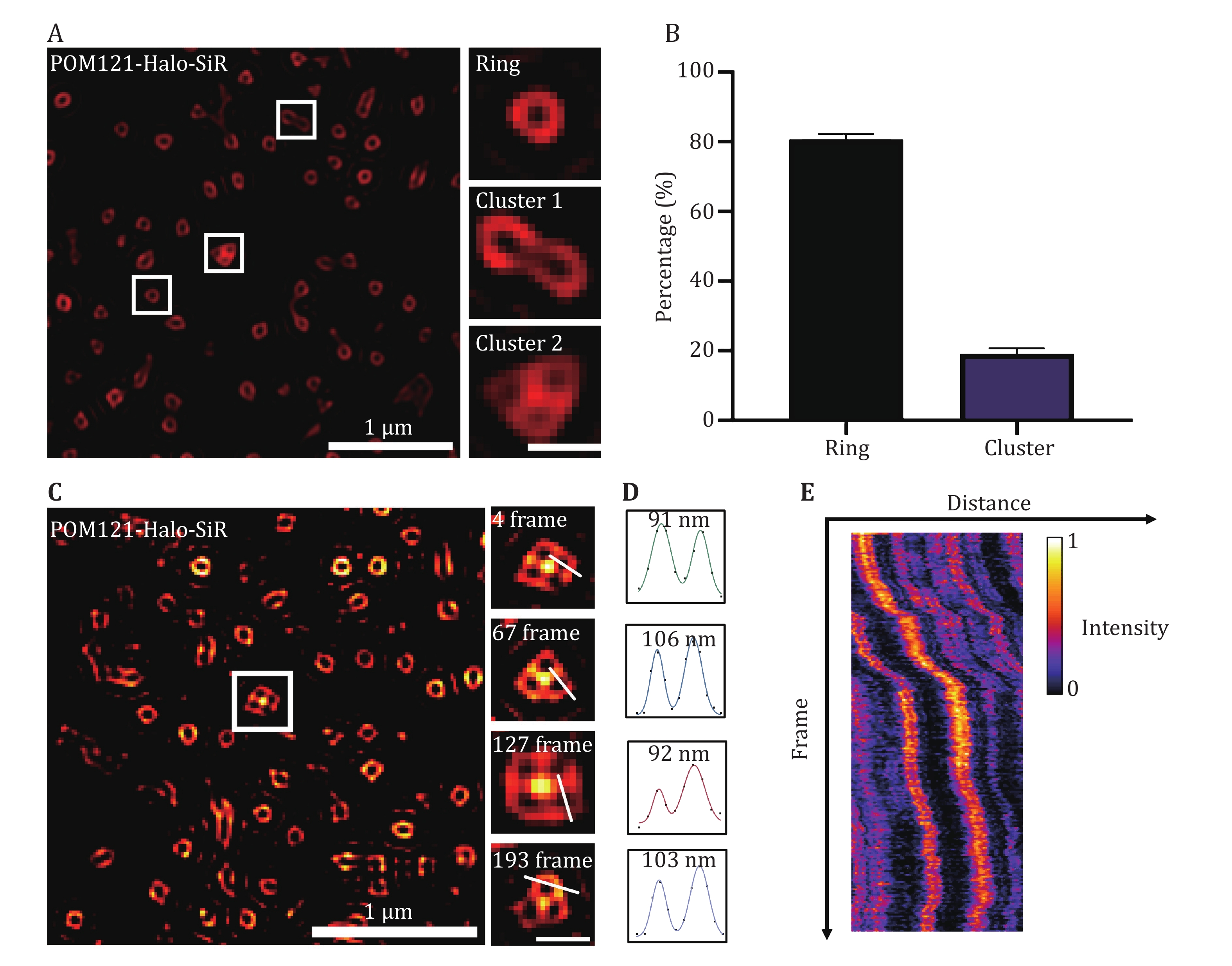 Live-cell super-resolution imaging unconventional dynamics and ...
