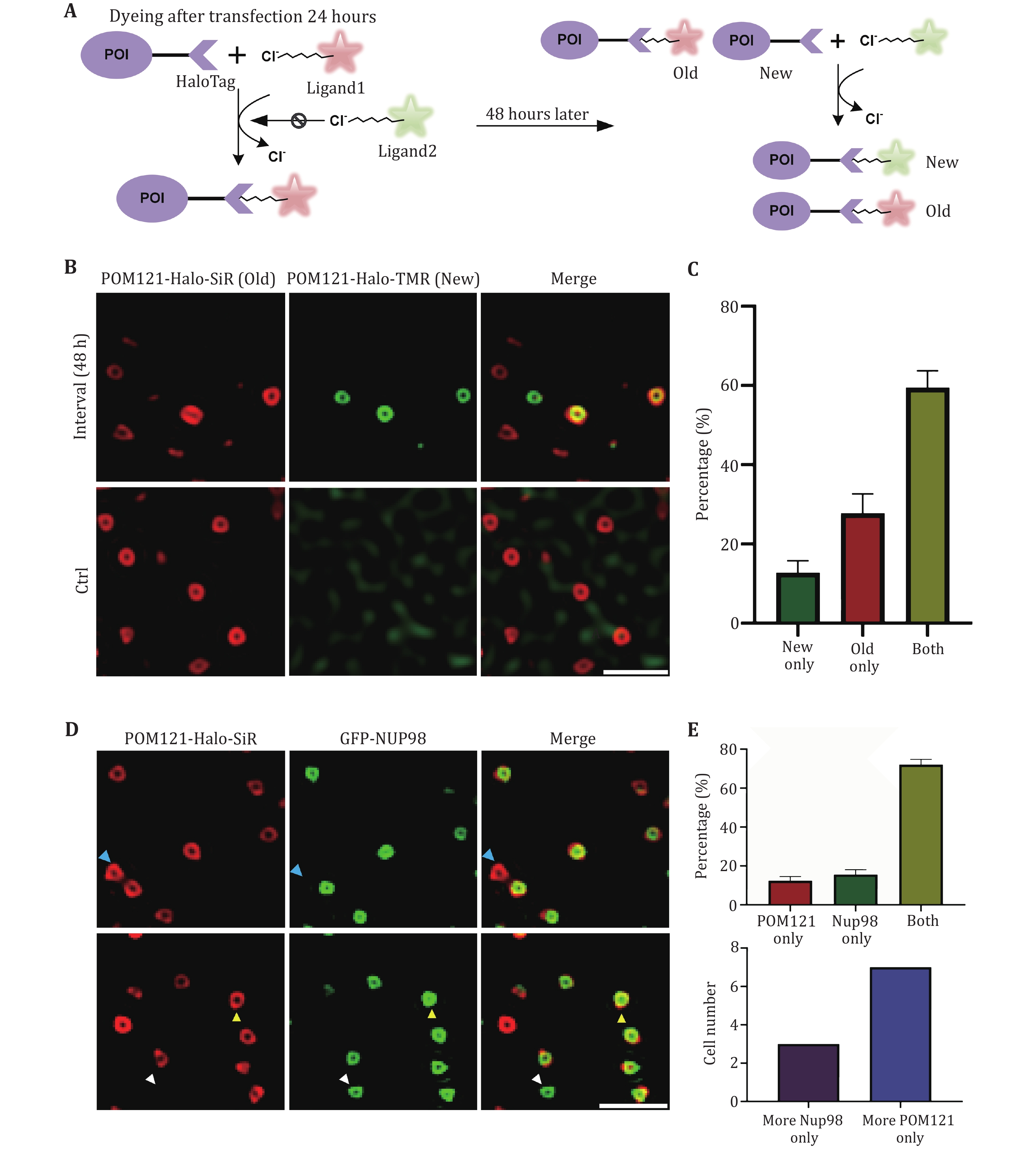 Live-cell super-resolution imaging unconventional dynamics and ...