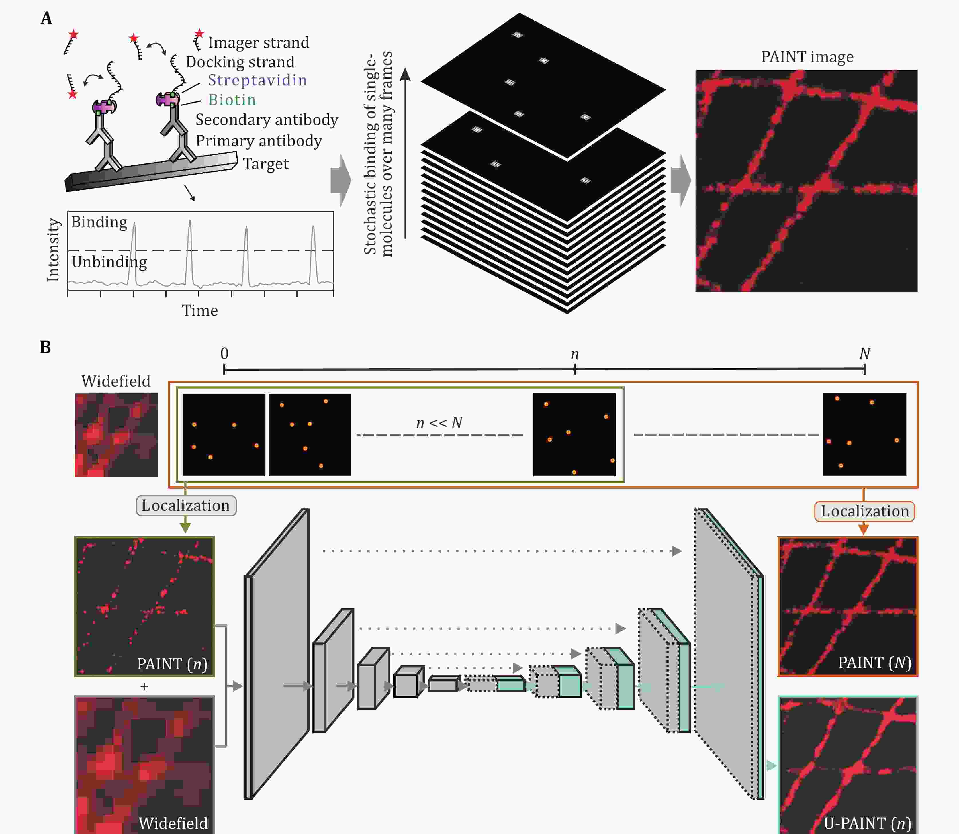Deep learning-enabled fast DNA-PAINT imaging in cells