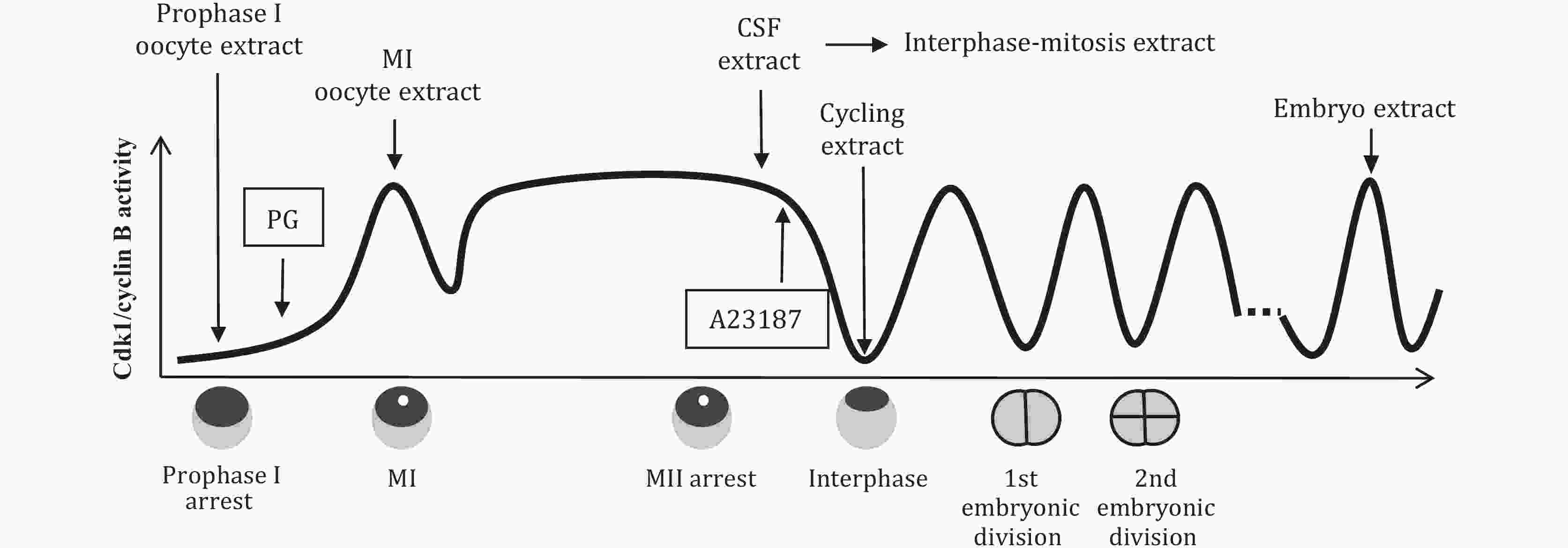 Xenopus cell-free extracts and their applications in cell biology study