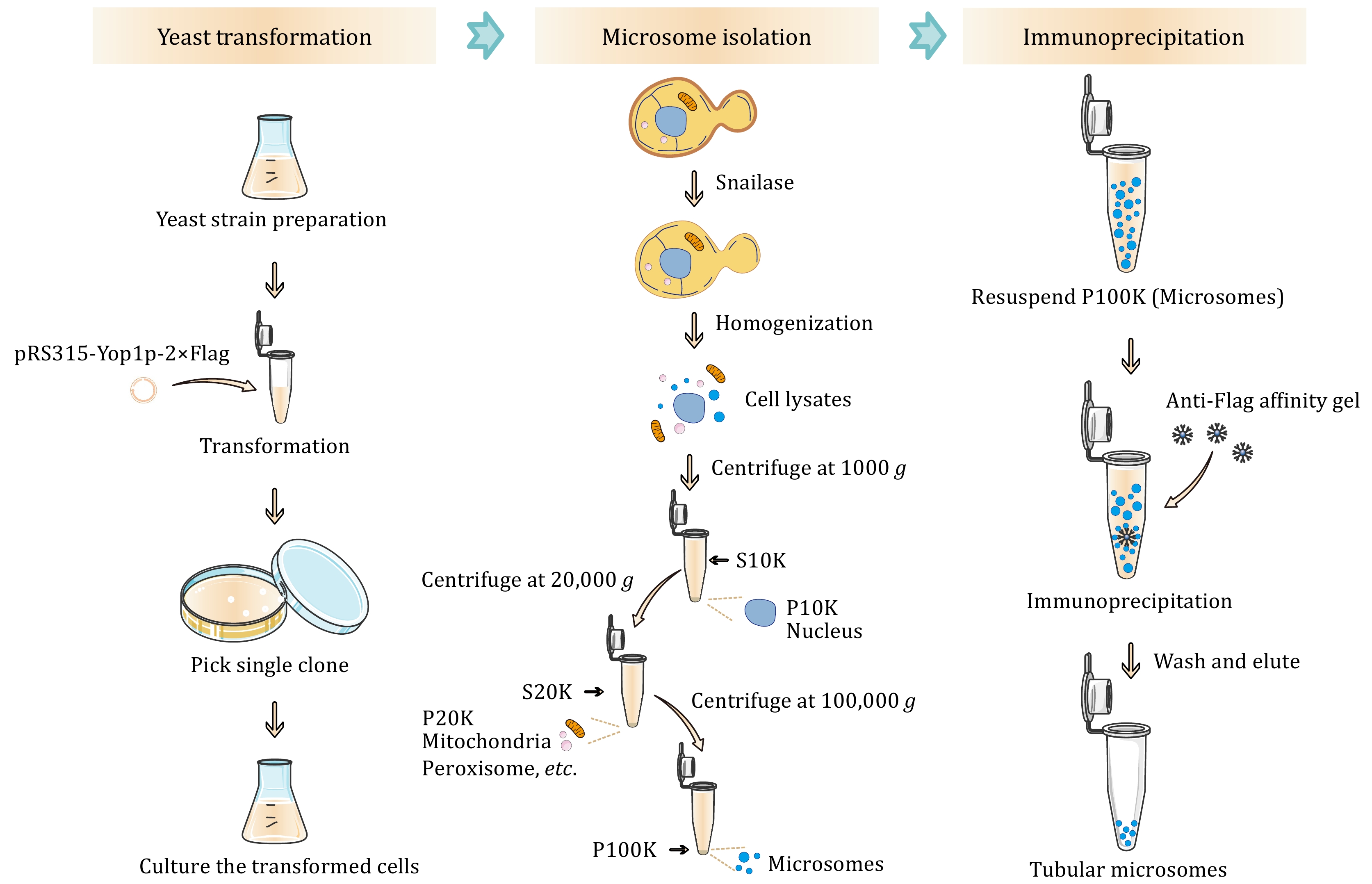 Enrichment of ER tubule-derived microsomes by differential ...