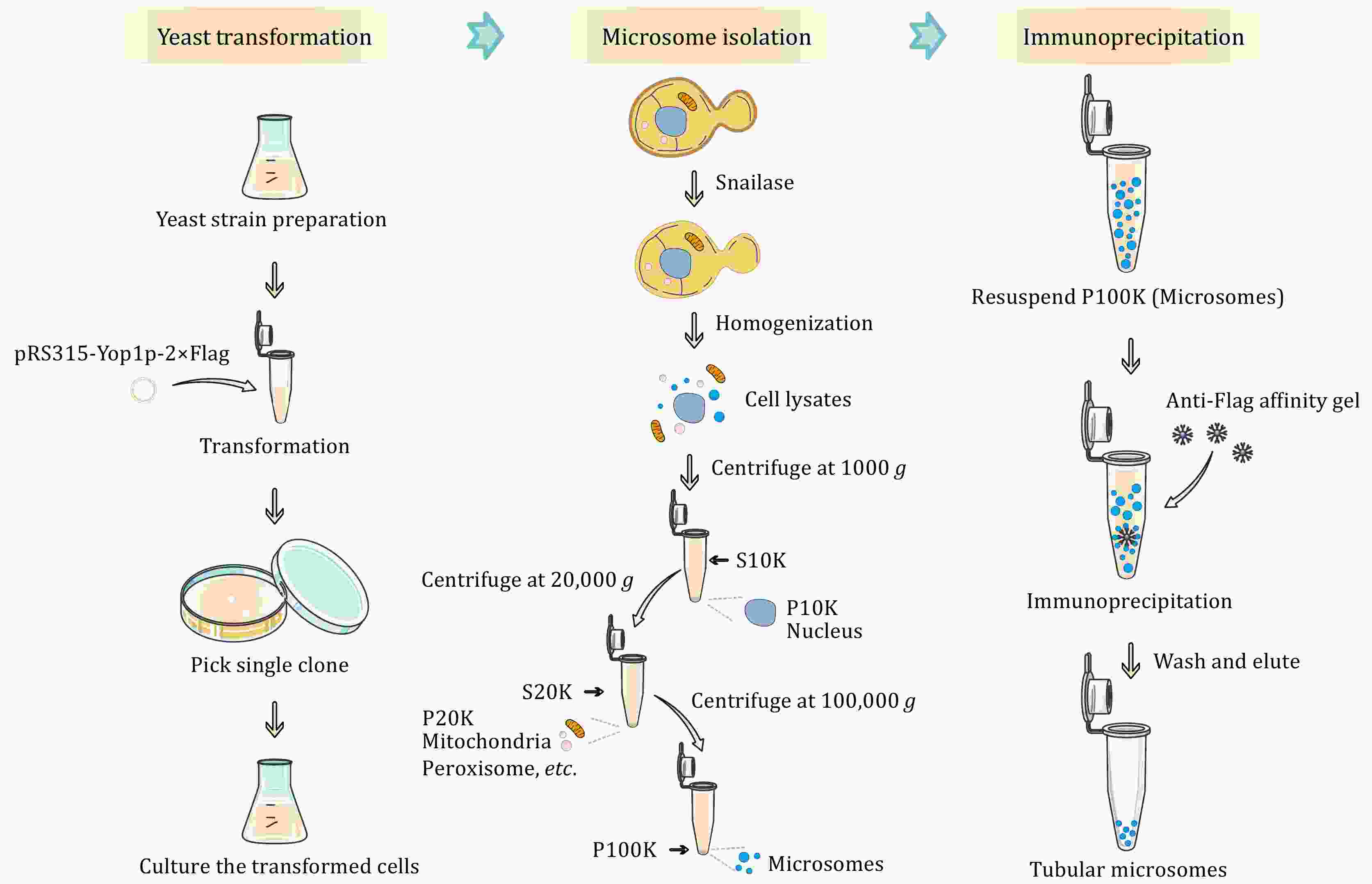 Enrichment of ER tubule-derived microsomes by differential ...