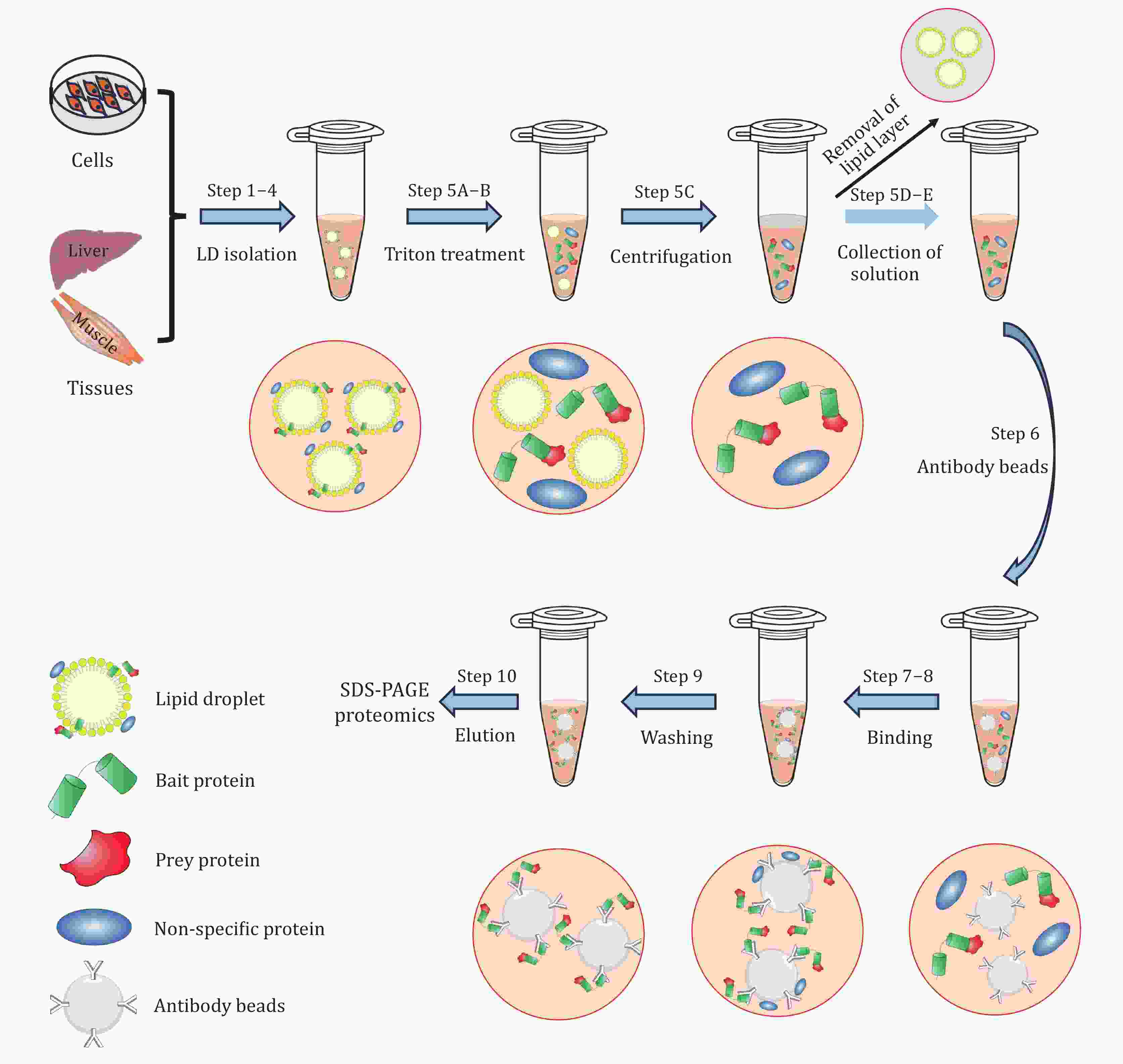 Co-immunoprecipitation for identifying protein–protein interaction on ...